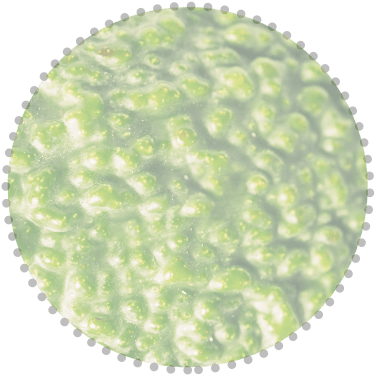 Capital Agro – For Import & Export S.A.E