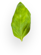 Capital Agro – For Import & Export S.A.E